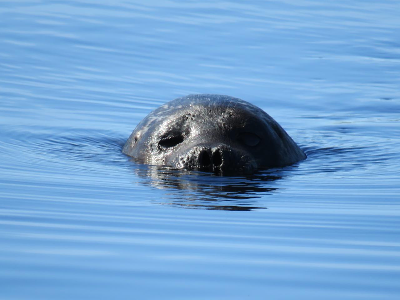 Mökkinaapurina saimaannorppa - Laiturilla-hanke